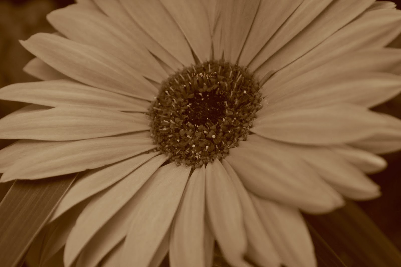 The Sepia Flower