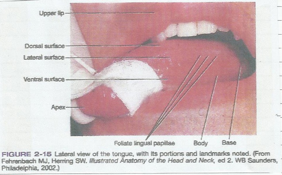 Ilmu Kedokteran Gigi: Anatomi dan Histologi Lidah