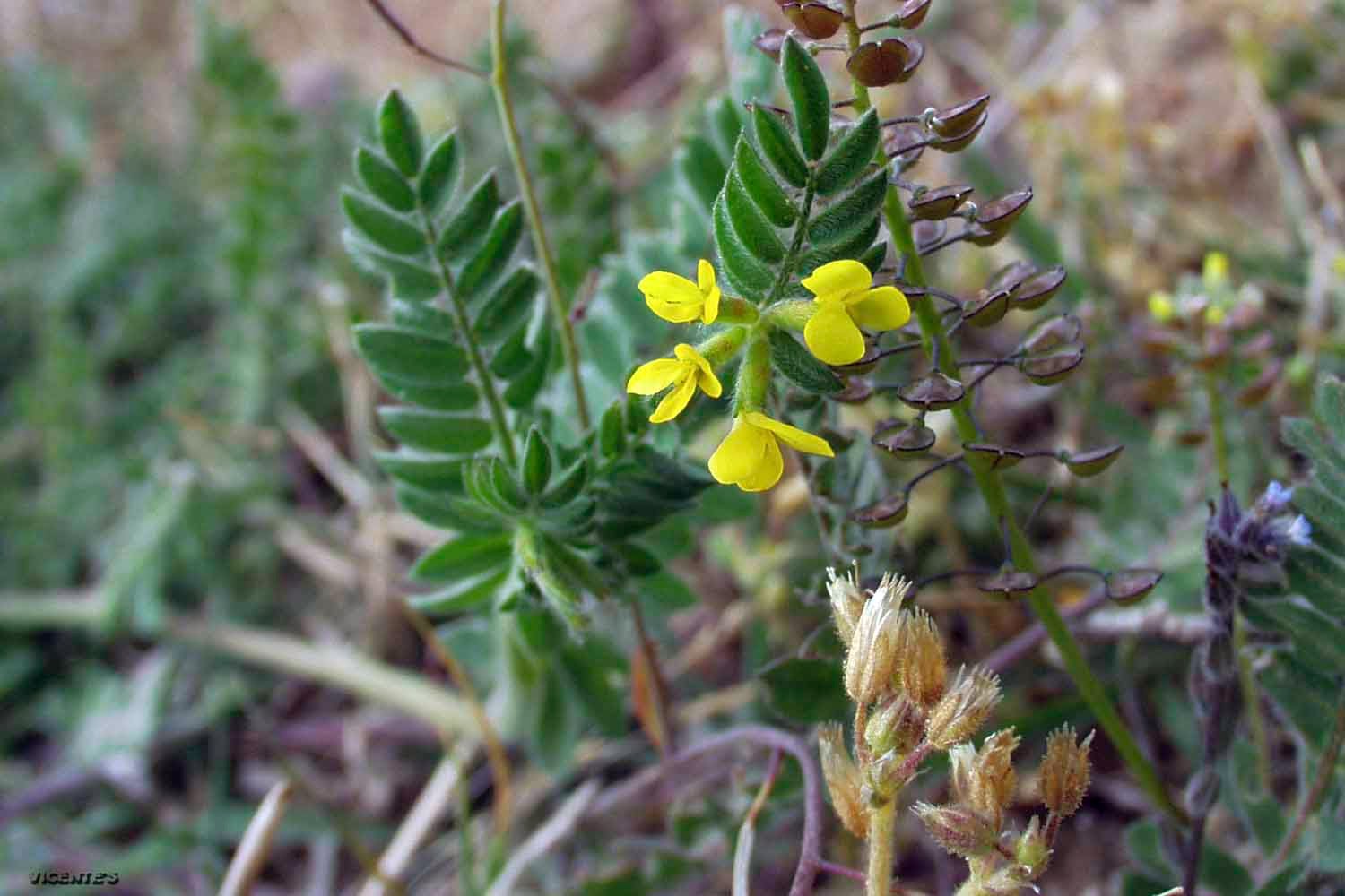Las flores silvestres de Hormaza: Ornithopus compressus