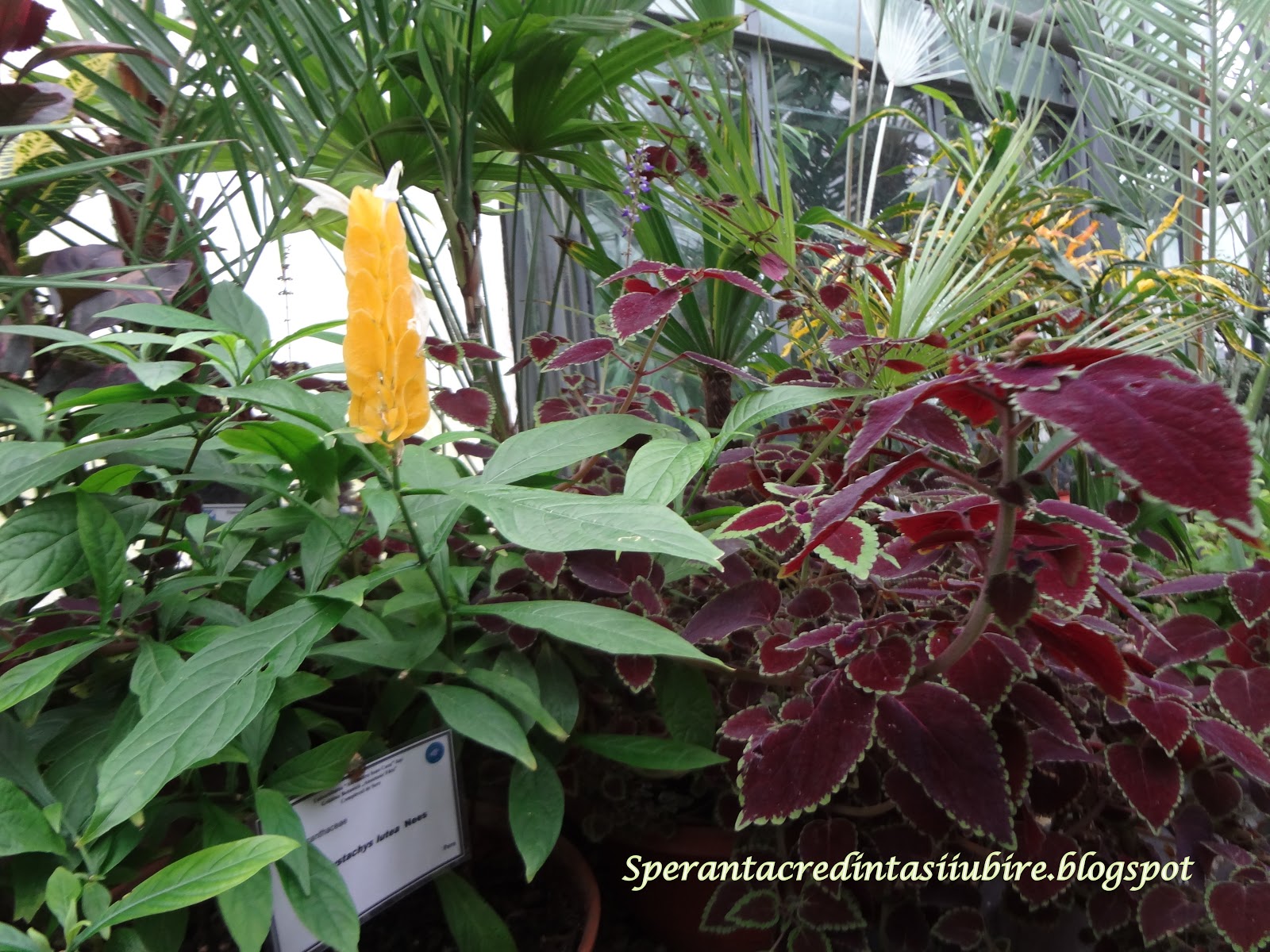 Speranta, credinta si iubire: Printre flori - Gradina Botanica din Iasi