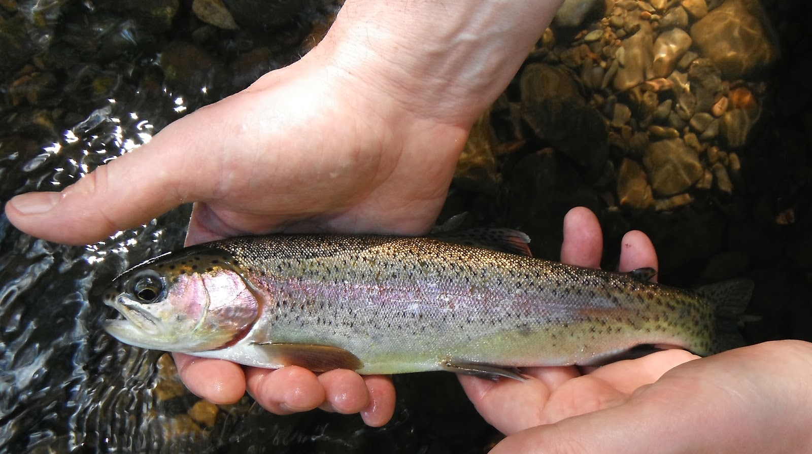 Western Maryland Fly Fishing: The Savage River Wins Again!