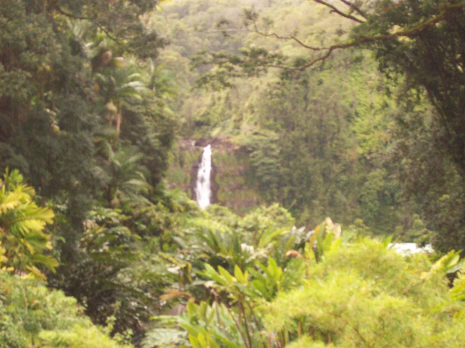 Shannon's Song: Akaka Falls, or where King Kong really lives