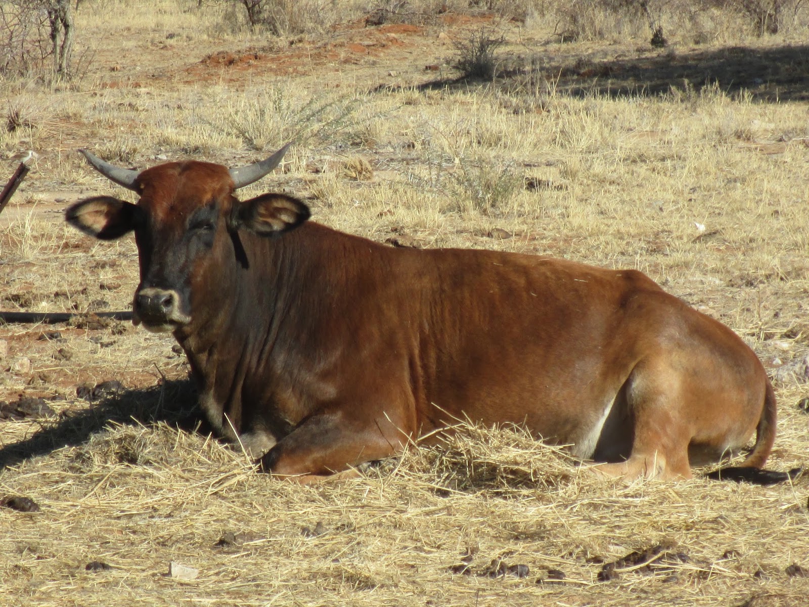 Loletta in Namibia: "Our" cows