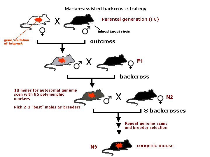 j'adore biology: Pewarisan Sifat