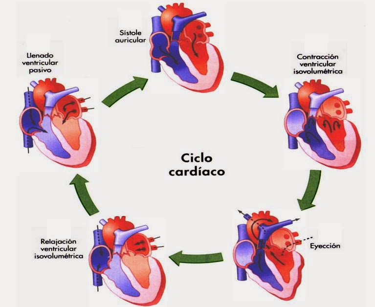 Ciclo cardiaco 24/02/14 ~ BLOG DE FISIOLOGÍA BASICA