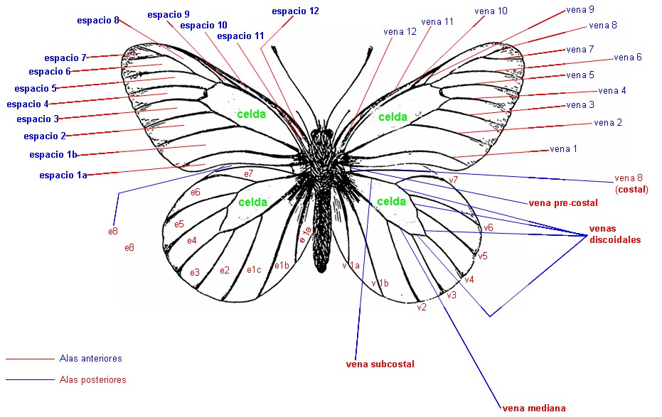 Mariposas y orugas (Volvoretas e eirugas): Vocabulario