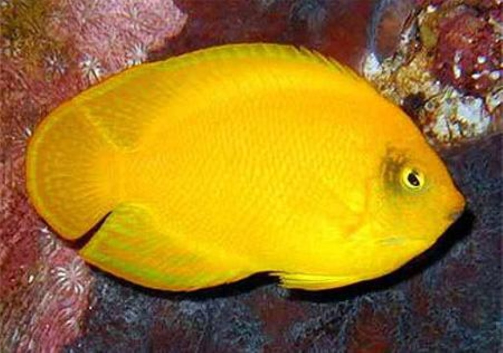 Fish Pictures: Herald's angelfish - Centropyge heraldi