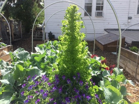 Colorado Mountain Gardener: A bitter end to a sweet crop: why do plants ...