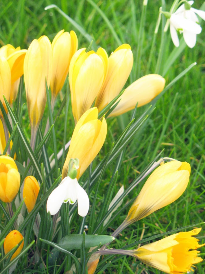 MANOR HOUSE BLOG: FLOWERS IN THE ORCHARD