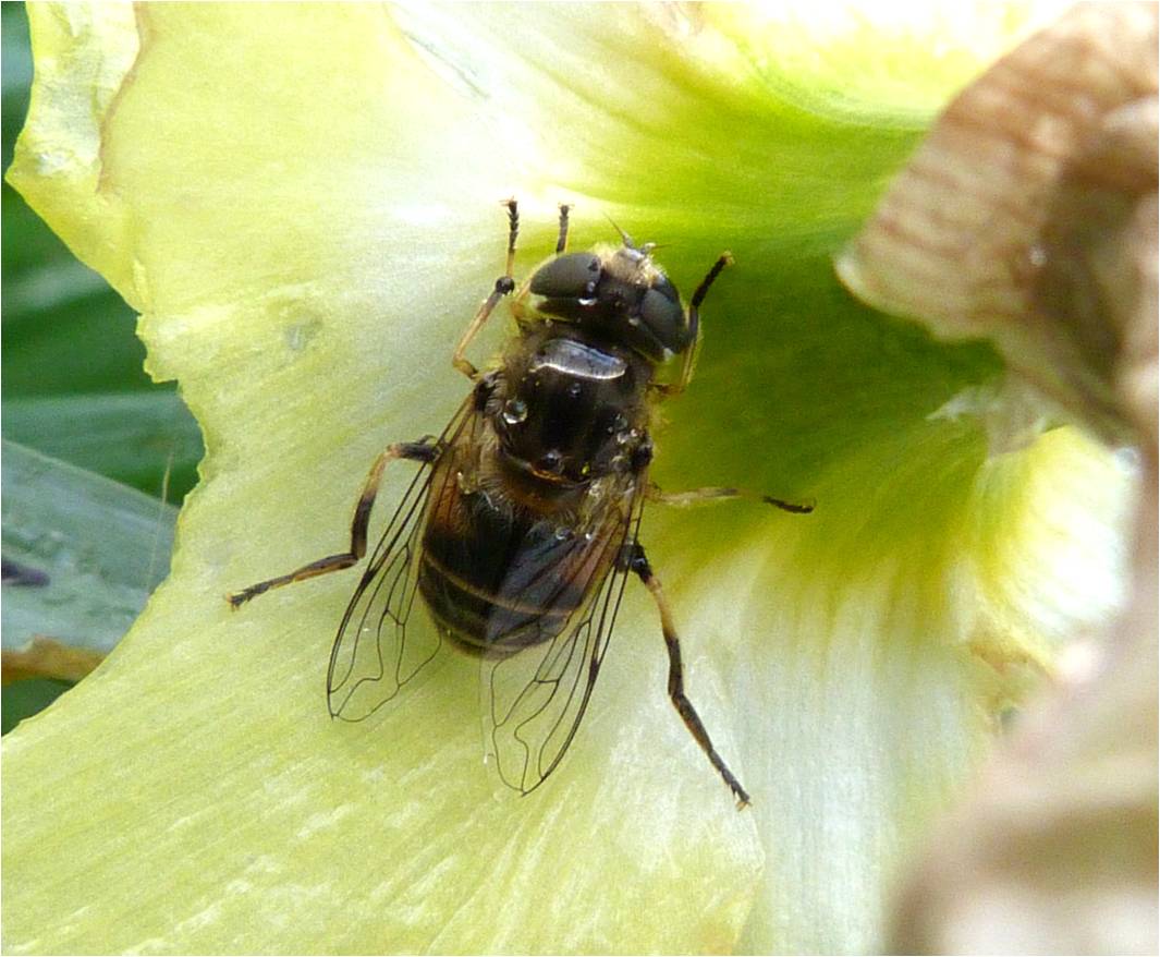 Insects of Scotland: Hoverflies