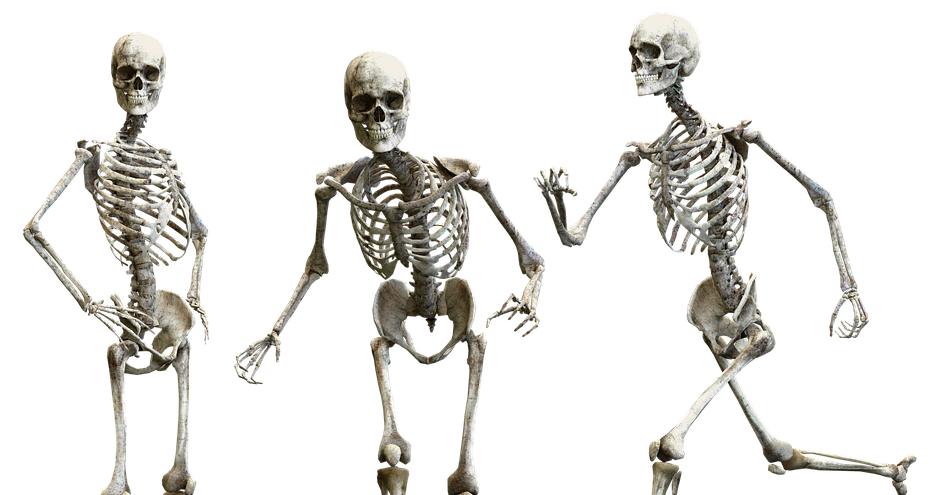 Skelett och leder