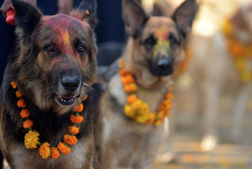 Why Dogs (Shvan) are Gods? A Major Belief In Hinduism