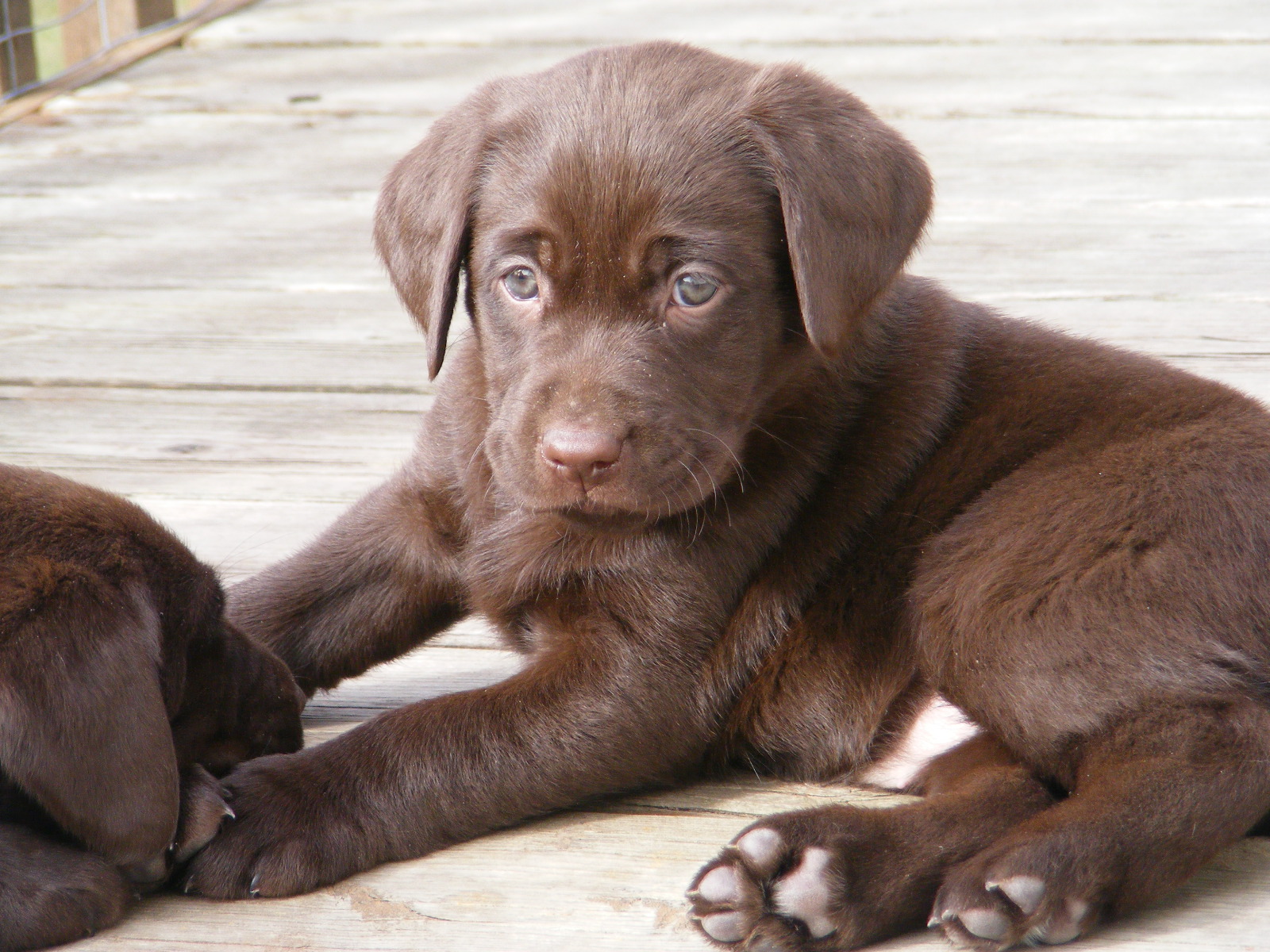 LaBrook Labradors: Puppies pg
