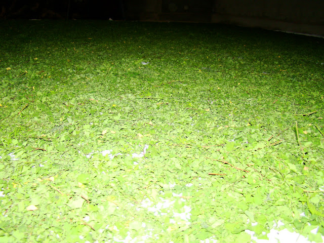 Inawezekana: Mti wa Mlonge