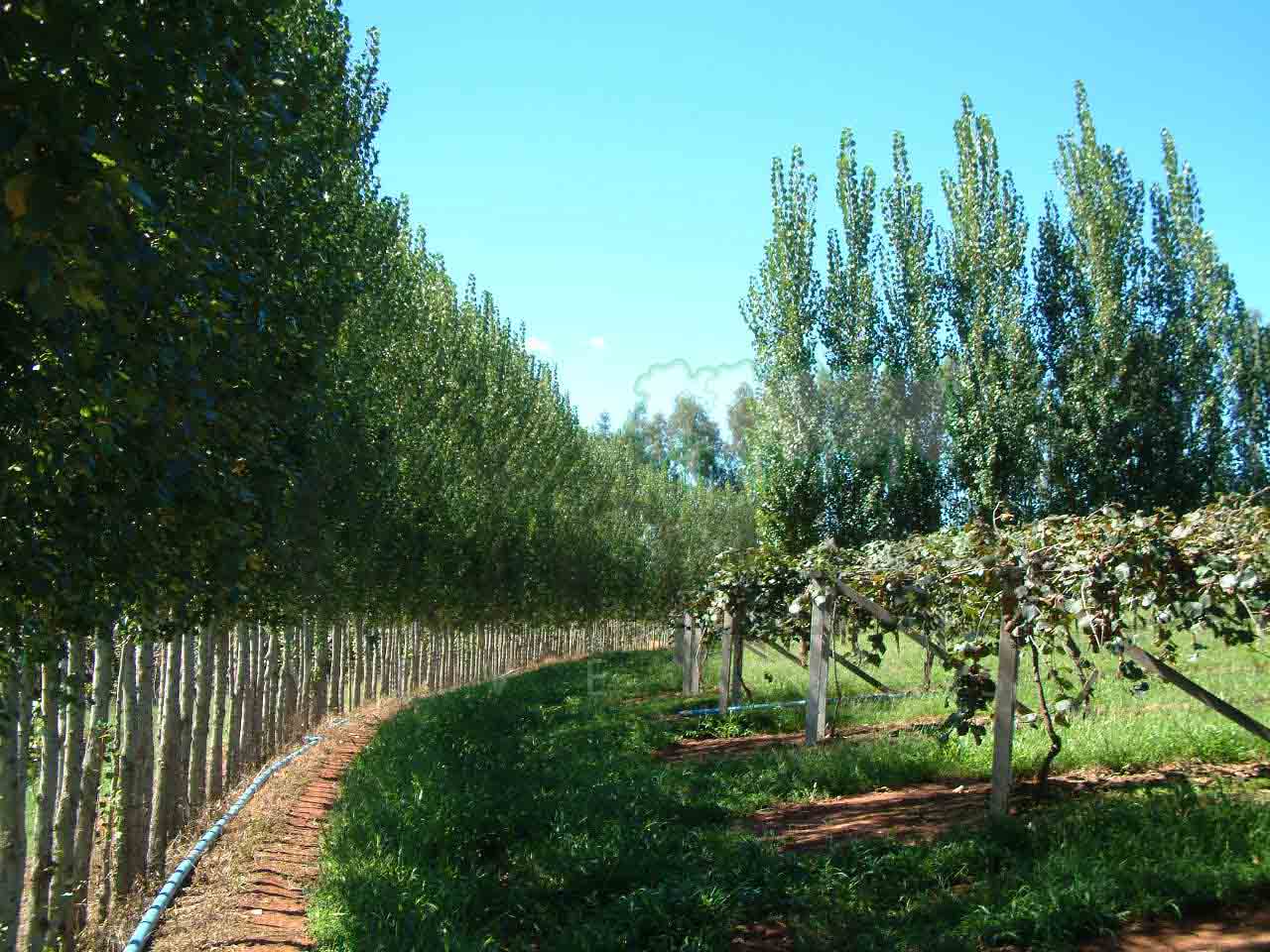 Estágio no Sítio dos Herdeiros: Quebra-Ventos na Propriedade Agrícola ...