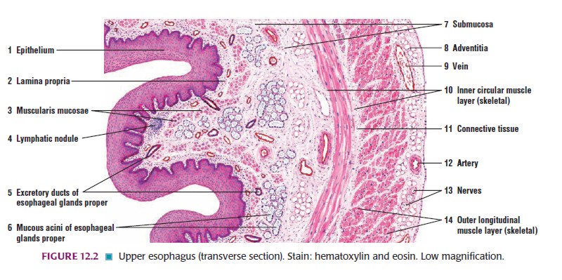 Histologi Sistem Pencernaan Lambung dan Esofagus | BlogK Putih