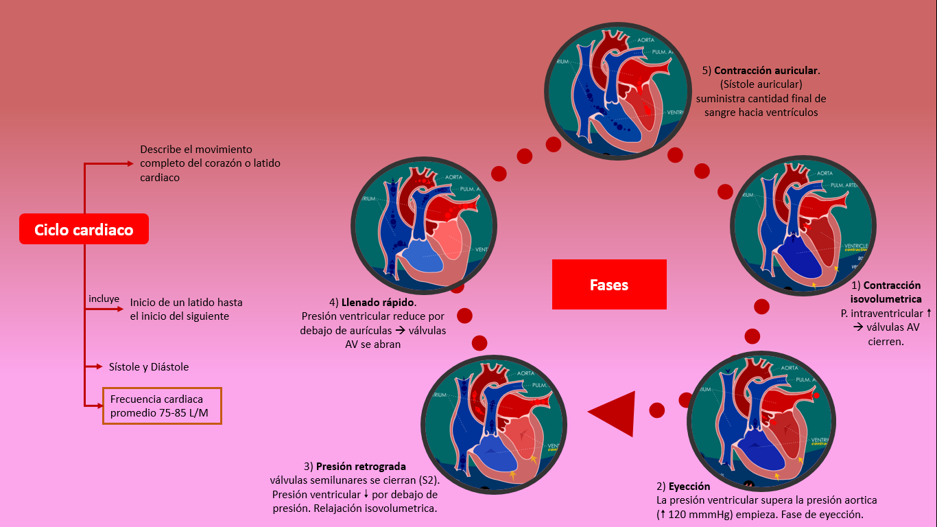 Fisiología Médica: Corazón: Ciclo Cardiaco