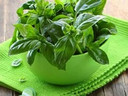 busuioc planta medicinala-basil herb | Farmacia Naturală