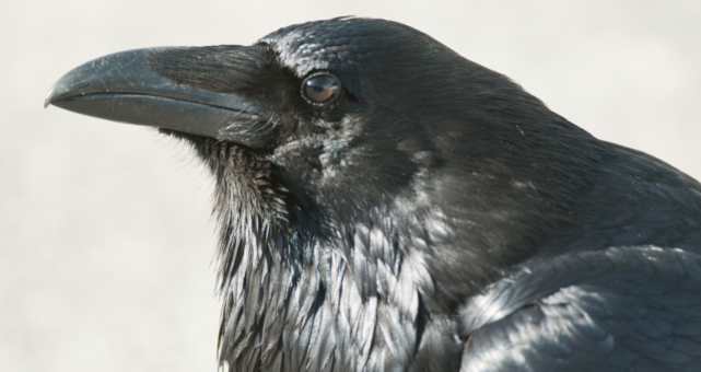 Lisas World 10 Fascinating Facts About Ravens