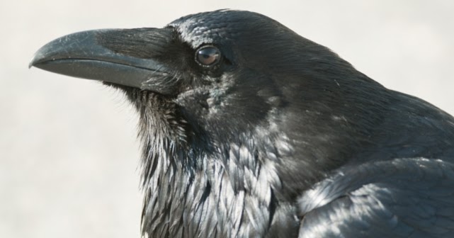 Lisas World 10 Fascinating Facts About Ravens