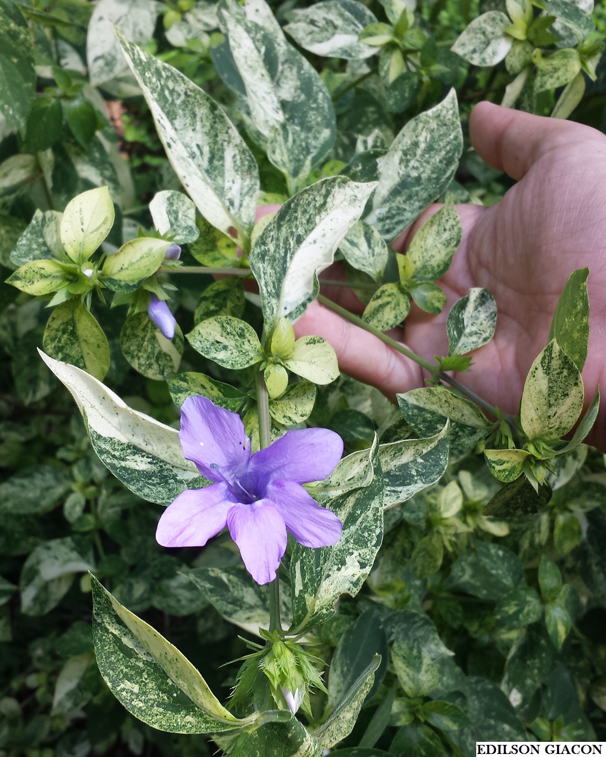 Viveiro Ciprest - Plantas Nativas e Exóticas: Barléria Lilás de Folhas ...