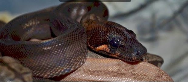 LoudGH: TERROR IN CALABAR: Big Black Snake Terrorizes Deputy Governor’s ...