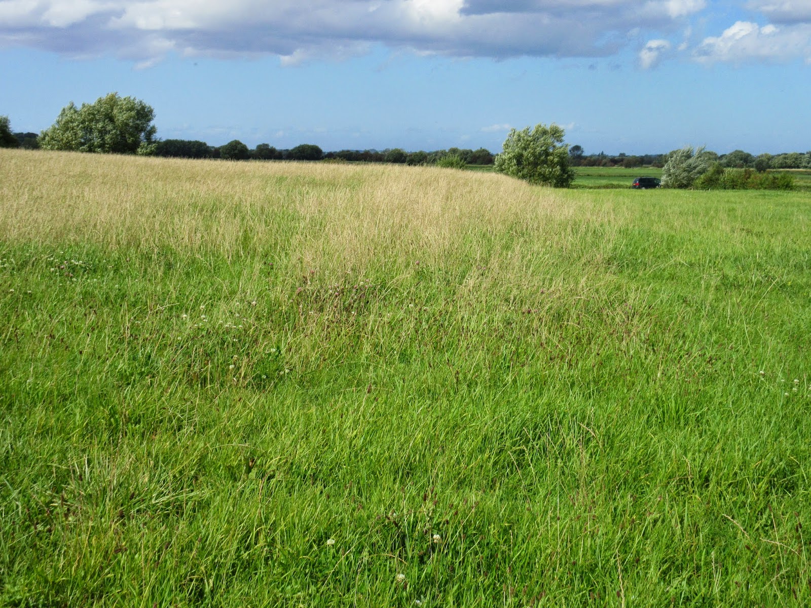 Old Fields of History