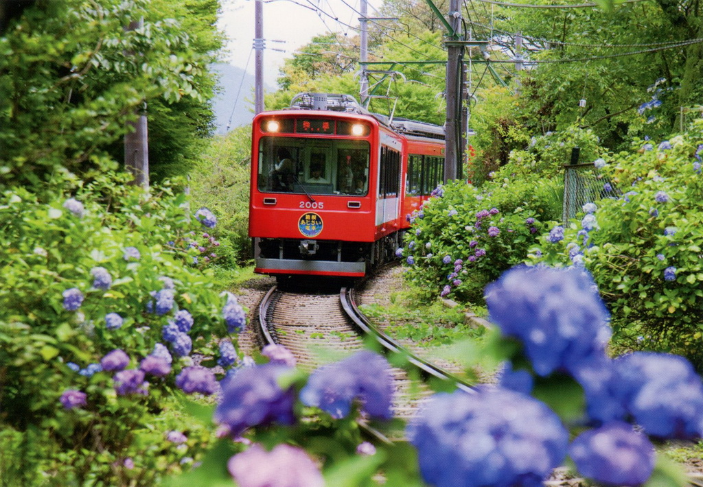 Postcard Interchange 明信片交流站: Hydrangea, Hakone Tozan Railway(Japan)