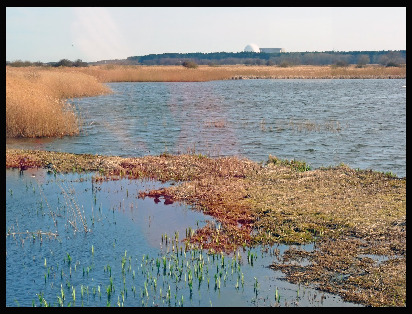 Wild and Wonderful: A Quick Flit Around RSPB Minsmere