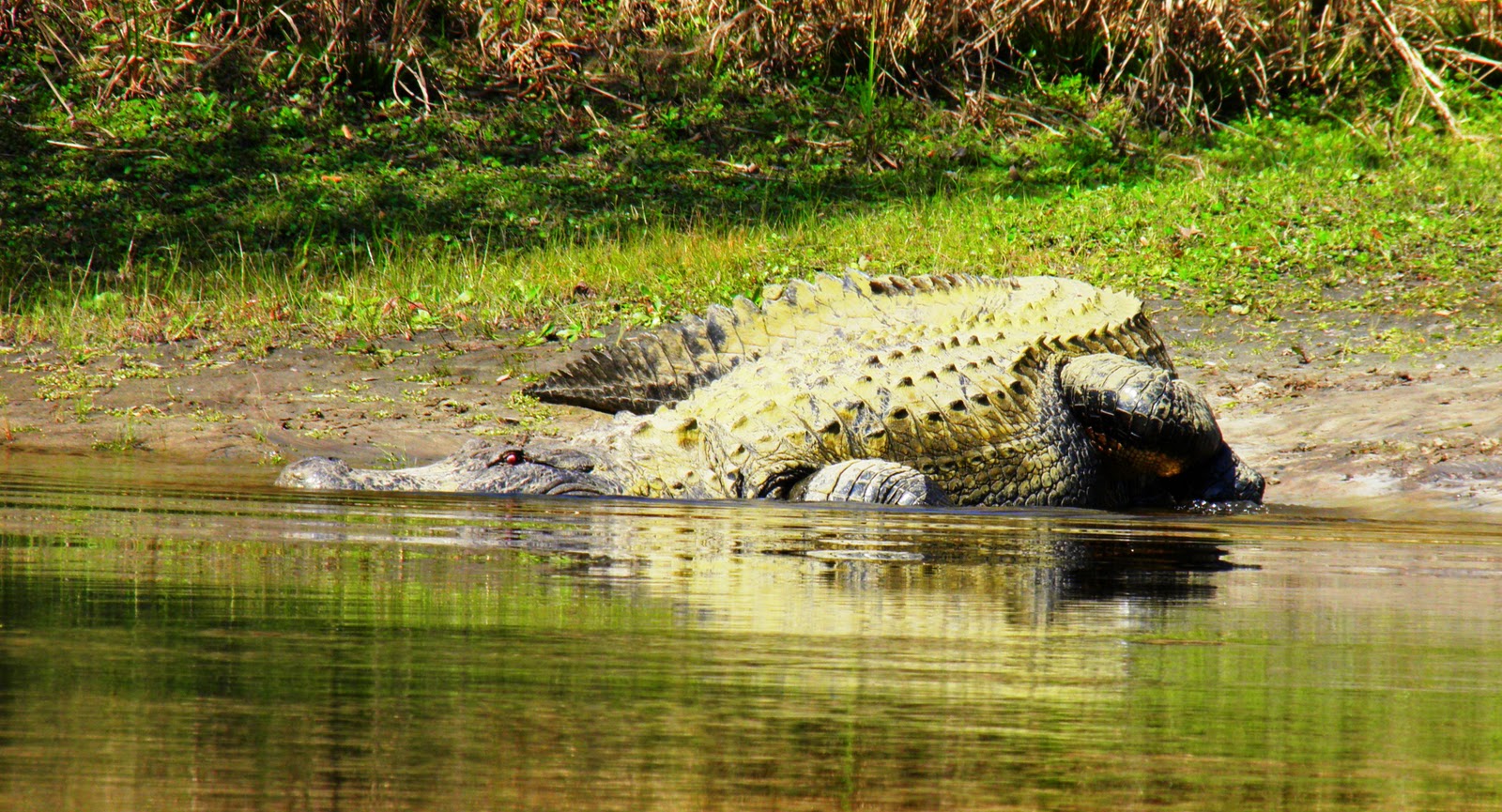 Views From Our Kayak: Econlockhatchee River