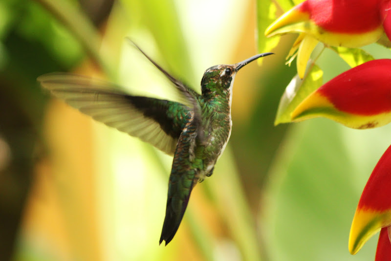 Nuestro bello mundo...: Mas Fotos del colibri Mango pechinegro