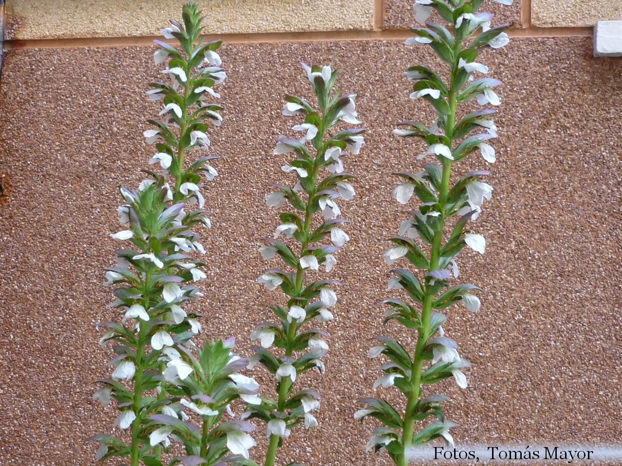 Flores y plantas silvestres: " Acanthus mollis ". Acanto, Alas de ángel ...