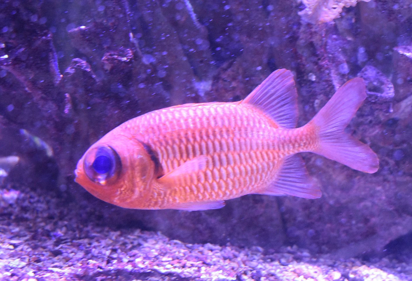 ZOOTOGRAFIANDO (5.836 ANIMALS): CANDIL ESCARLATA / SCARLET SOLDIERFISH ...