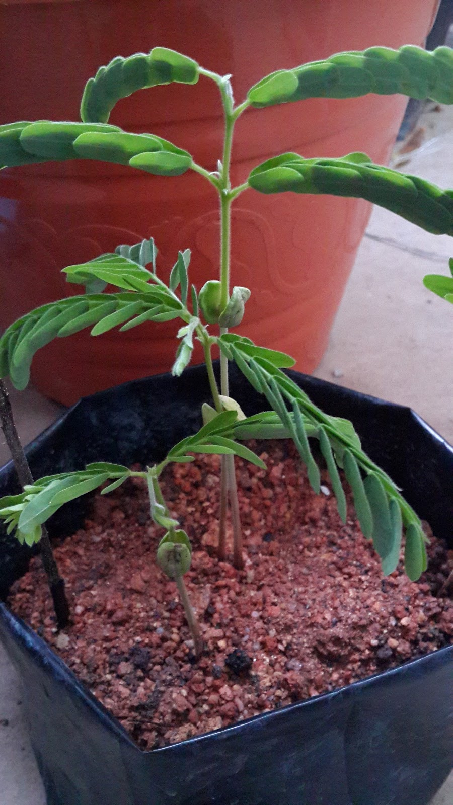 Hiking & Gardening: Pokok Asam Jawa