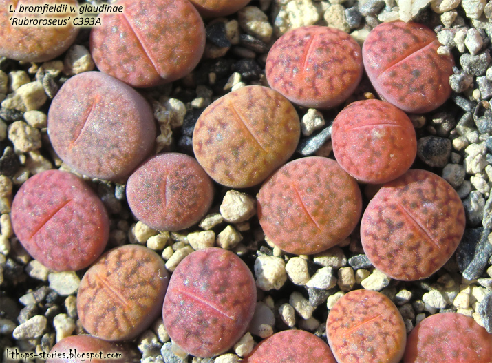 Lithops Stories: Rubroroseus babies (3 pics)
