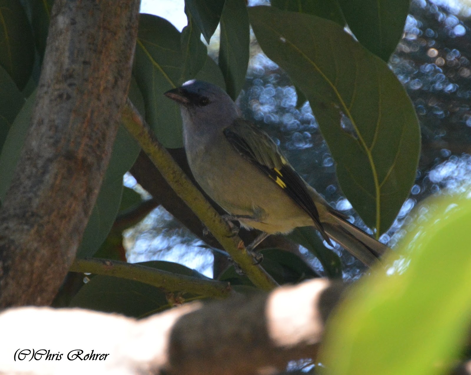 Birding Is Fun!: Birding Lake Atitlan