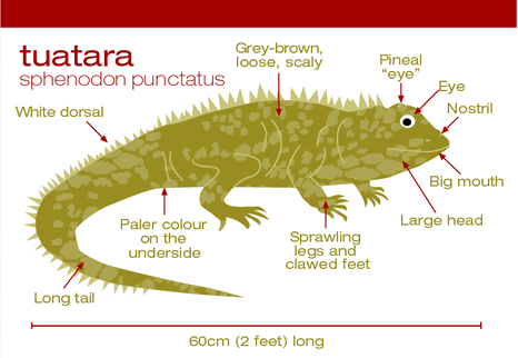 Punk Biology Student Blog: Tuatara (Sphenodon punctatus)