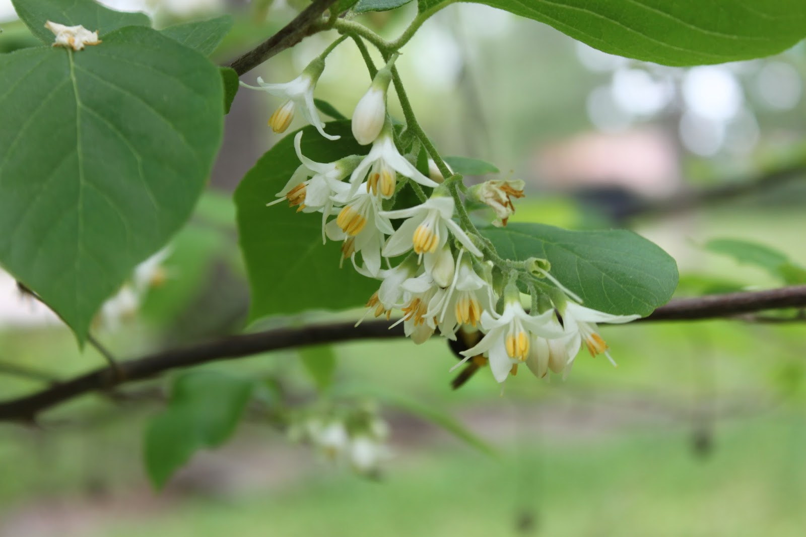 Centenary College Arboretum: Tree of the Week: Big-Leaf Snowbell ...