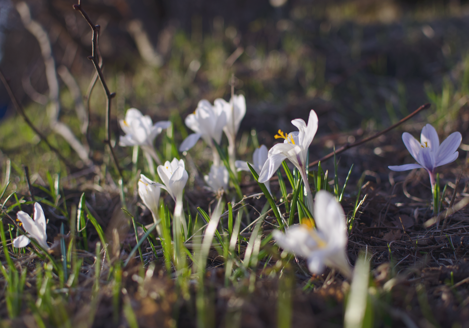 rohelisemrohi: Pildipostitus: kevad maal