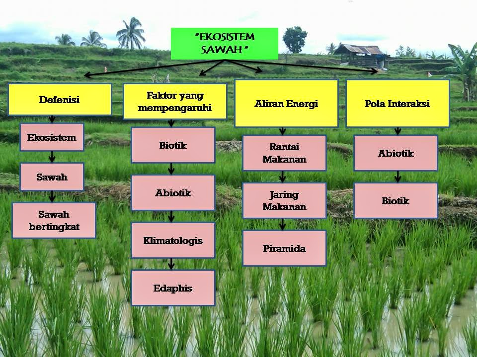 EKOSISTEM SAWAH BERTINGKAT KAB.TANAH DATAR KEC. SUNGAI TARAP: PPT ...