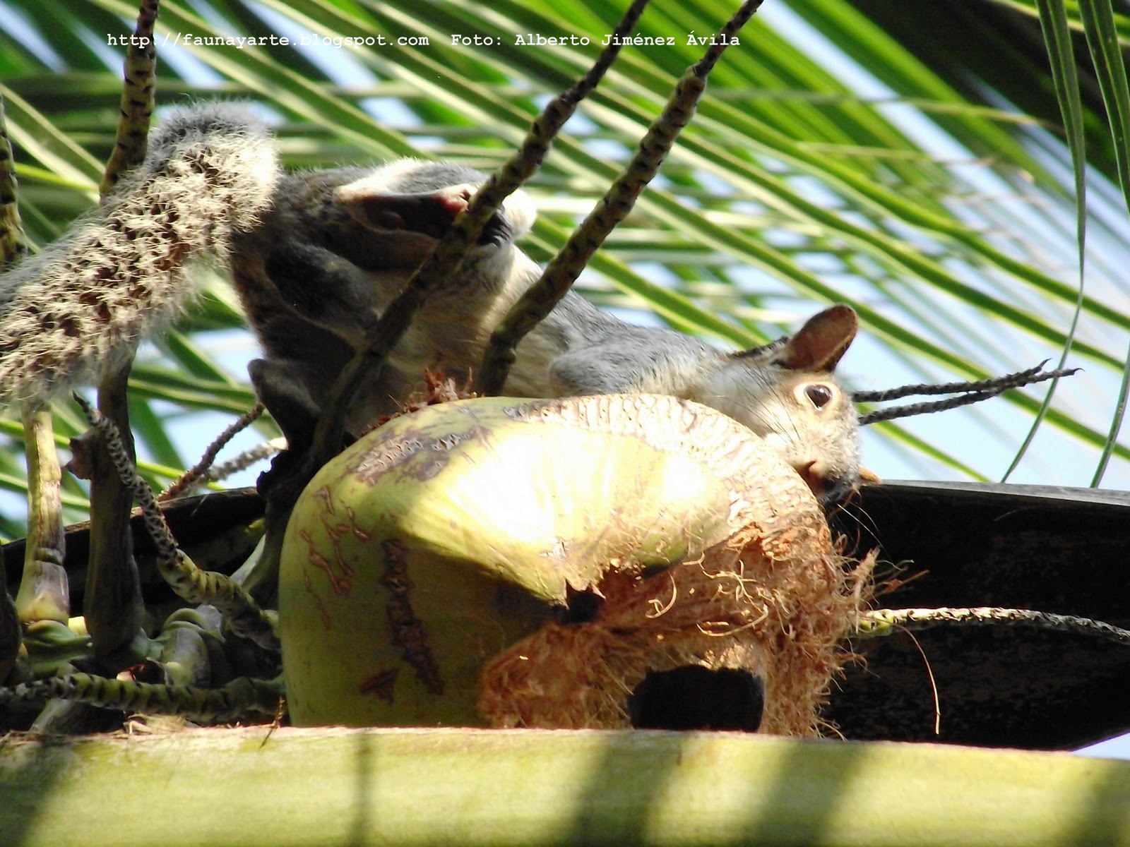 Fauna y Arte: Ardilla Cocotera