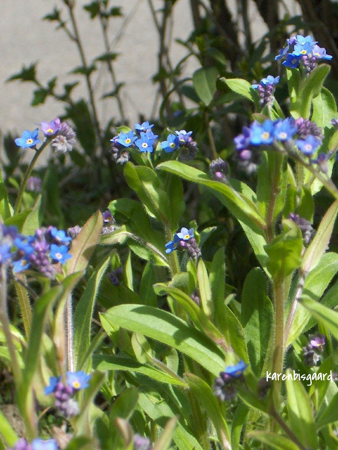 Karen`s Nature Photography: Blooming Forget-me-not Flowers.