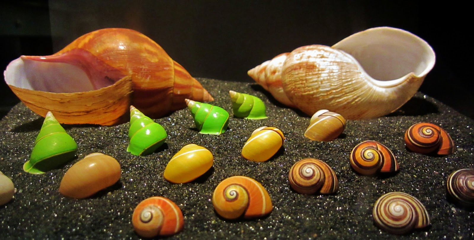 Allison's Favorite Object: Favorite Object: The Academy of Natural ...