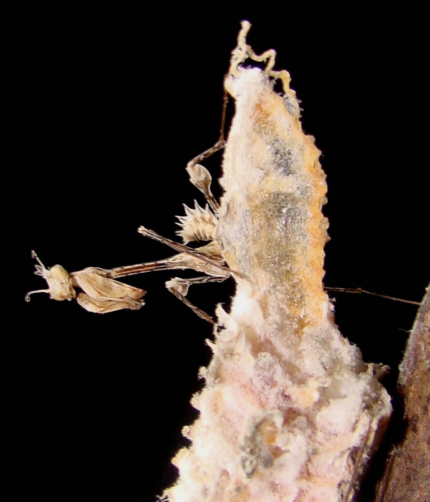 Insects of Kerala: PRAYING MANTIS-2