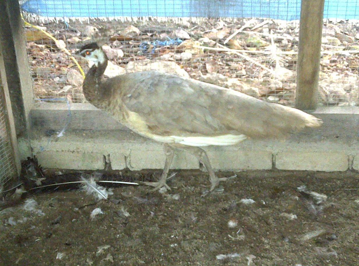 My Peacock Farm: Cameo Peafowl