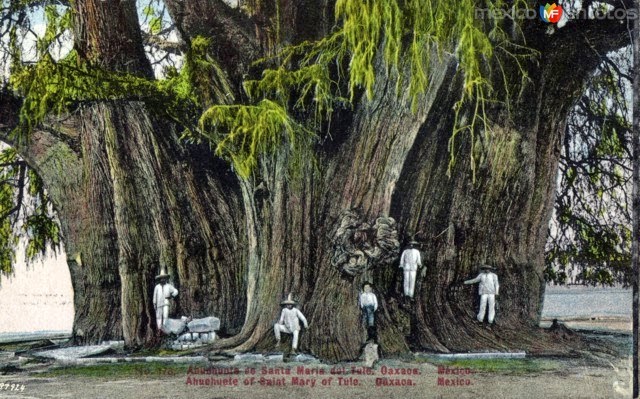 EL CAJON DE LOS CONOCIMIENTOS: AHUEHUETE