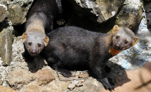 Blog do Professor e Biólogo Edris Queiroz: Irara ( Eira barbara) visita ...