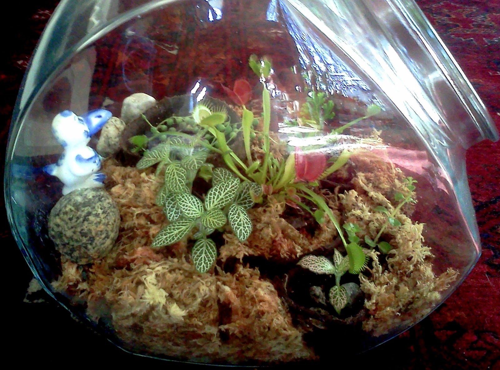 Our gardening ~ My GARDENING