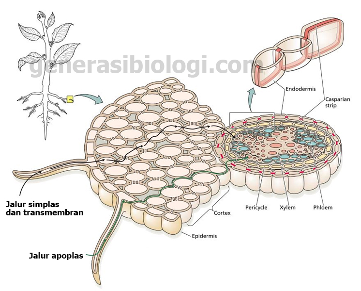 Pengertian dan Perbedaan Simplas, Apoplas, dan Transpor Transmembran ...
