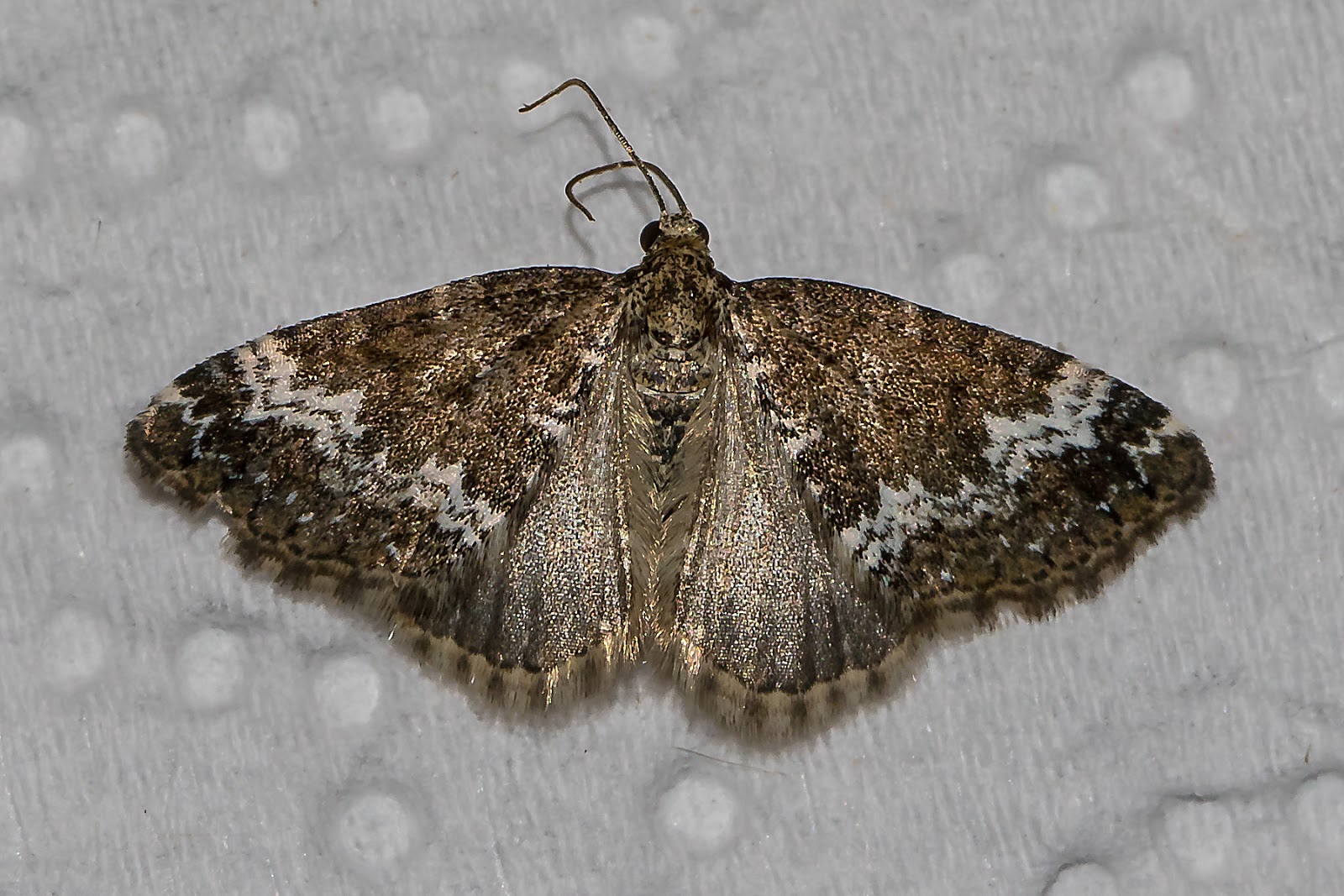 Butterflies, Dragonflies, Moths & other Insects: Small Rivulet